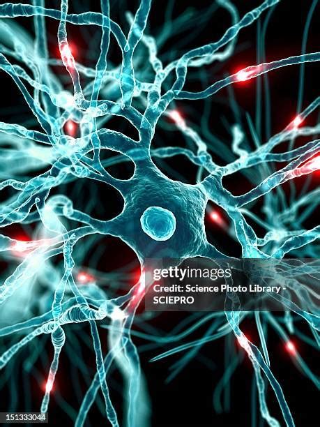 Chest Nerves Photos And Premium High Res Pictures Getty Images