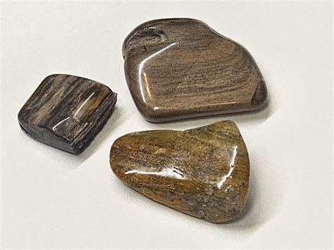 How Many Ids Did I Get Correct And Can You Help Me Correctly Id What I