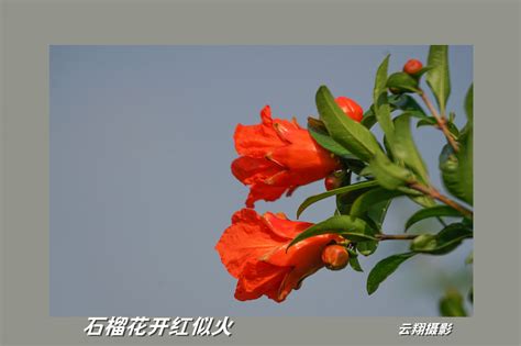 石榴花开红似火】摄影图片】生态摄影丹云善来太平洋电脑网摄影部落