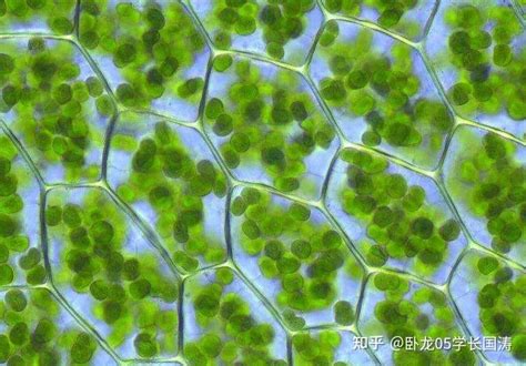 高等植物和藻类的能量转换器：叶绿体 知乎