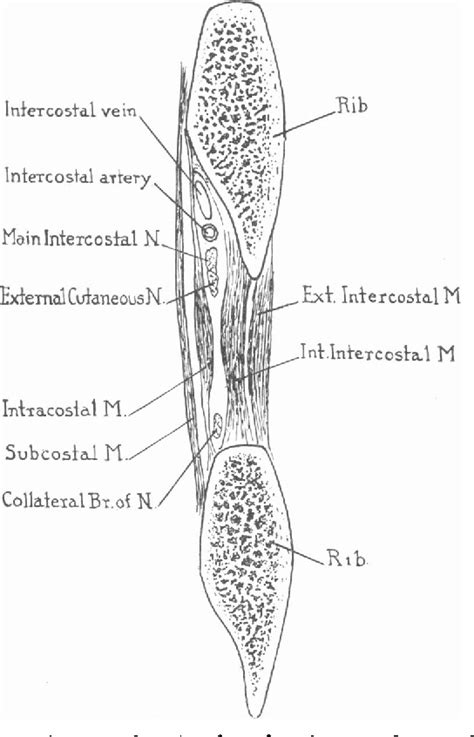 Figure 1 From The Anatomy Of The Intercostal Nerves Semantic Scholar