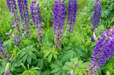 보라색 루핀 꽃과 녹색 잎입니다 출판 포스터 달력 게시물 화면 보호기 벽지 엽서 배너 표지 웹 사이트에 대 한 라일락 꽃과 루팡 부시 고품질 사진 0명에 대한 스톡 사진 및