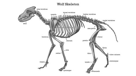 Skeletal System Of A Wolf