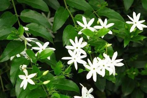 植物非试管高效快繁扭肚藤 知乎