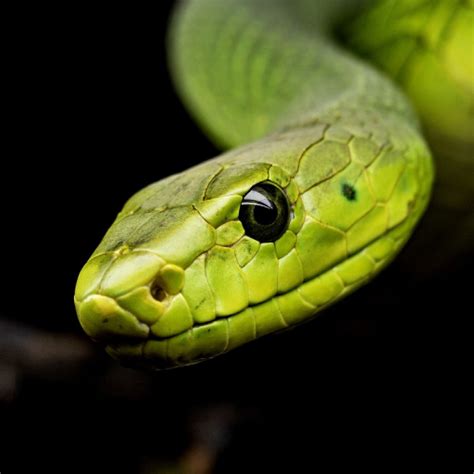 Snake Sounds Apps On Google Play