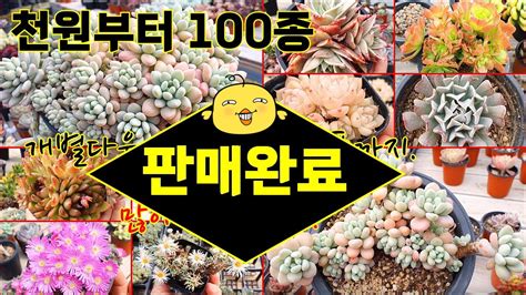 💗4월9일 대소다육 💗구독자 이천명 돌파기념 구매금액의10를 사은품으로 드립니다천원부터~~ 100종 세트상품 개별다육 천원의행복다육다육이다육이키우기 천원