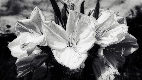 Hookers Evening Primrose Flower Bw2 Photograph By Marco Sales Fine