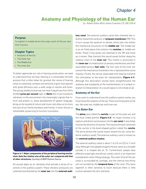 Anatomy And Physiology Of The Human Ear Cz 3pcfsu Pcjf Bnft