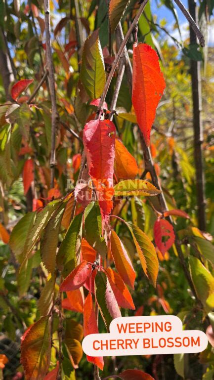 Weeping Cherry Pink Cascade — Rockbank Nursery
