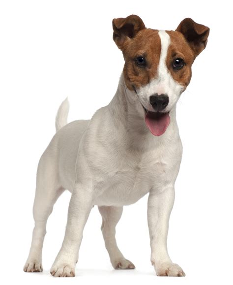 Jack Russell Terrier