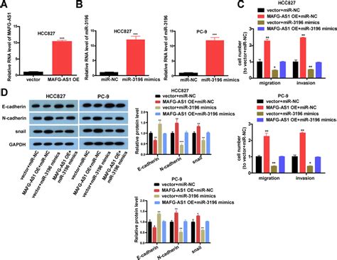 Mir 3196 Is Indispensable For Migration Invasion And Emt Of Luad Cells