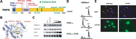 The Effect Of Clinically Observed Variants On Phf8 Activity A Phf8
