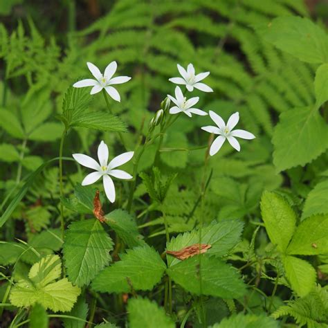 ホソバオオアマナ 日光植物園 Ornithogalum orthophyllum