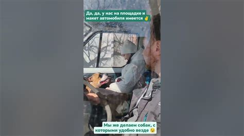 собака в машине - YouTube