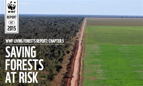 Los 11 Lugares Más Amenazados Por La Deforestación En El Mundo Pcnpost
