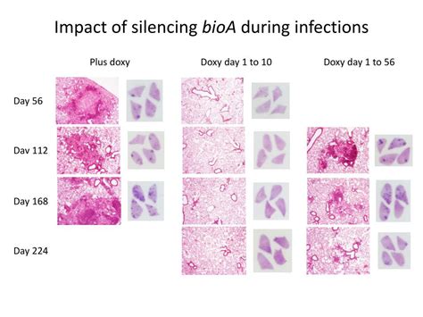 Ppt Modeling Bacterial Phenotypes Using Conditional Knockdown Mutants Powerpoint Presentation