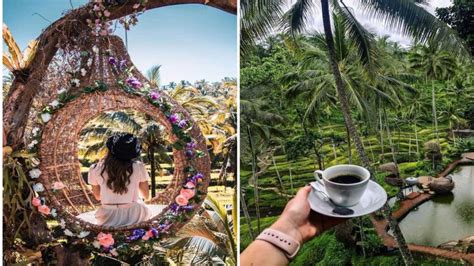 【차량대절】 발리 렘푸양 사원 티르타 강가 투카드 츠풍 폭포 현지 커피농장 일일투어 Kkday