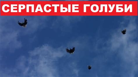 Заехали в гости к Григорию Александровичу Серпастые голуби Youtube