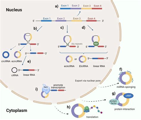 How To Analyze Rnaseq Data For Absolute Beginners Part 13 Circular Rnaseq Analysis Ngs