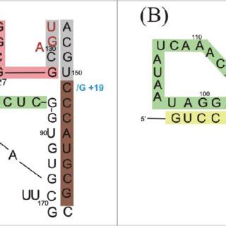 A The Influence Of The Mutations Tested In MAPT Gene Exon 10 Pre MRNA Download Scientific