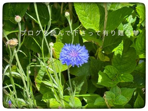 単行本『くらべてわかる北斎vs広重』／本当の気持ち診断やってみた♪ 人も獣も樹も花も違いなし、すべて我が友