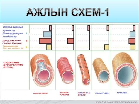 Cудасны бүтэц ангилал
