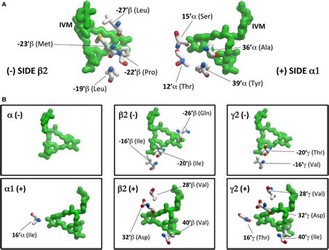 Frontiers Functional Characterization Of Ivermectin Binding Sites In