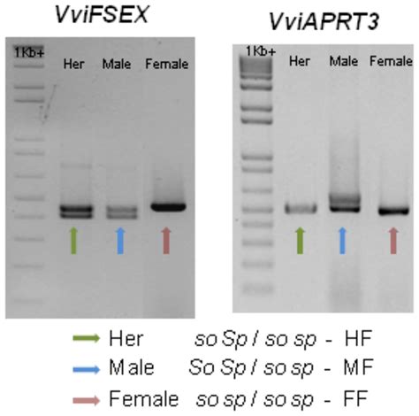 Vitis Flower Types From The Wild To Crop Plants Peerj