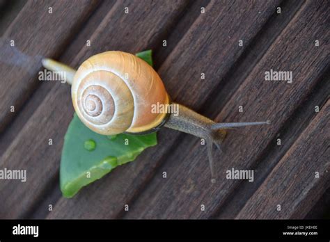 Helix Pomatia Gastropoda Snails Stock Photo Alamy