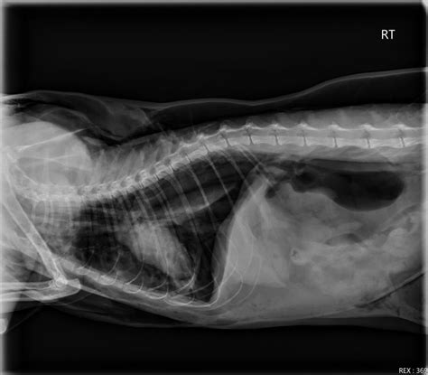 I Wondered Why This Cat Felt Like A Water Bed Rradiology