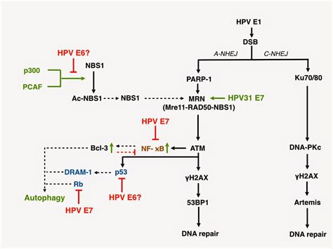 Virology Tidbits Hpv Dna Damage Response And Autophagy Complex