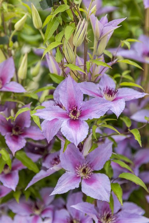 Clematis Zo18179 PROUD MARY GROEN Direkt Boskoop