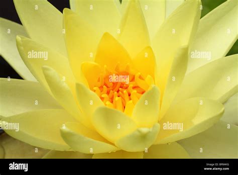 Yellow Water Lily Flower Close Up Nymphea Stock Photo Alamy
