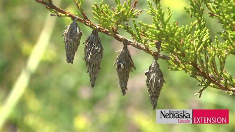 Bagworm Control Youtube