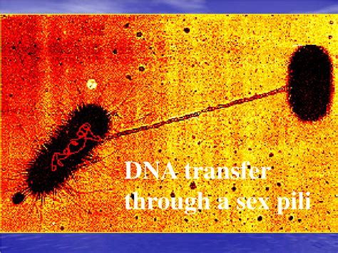 Ppt Bacterial Morphology Procaryotic And Eucaryotic Cells Chapter 4