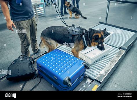 Security guard and detection dog inspecting luggage in airport Stock ...