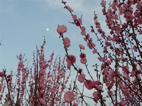 手抄宋詞64醜奴兒 年年索盡梅花笑 每日頭條