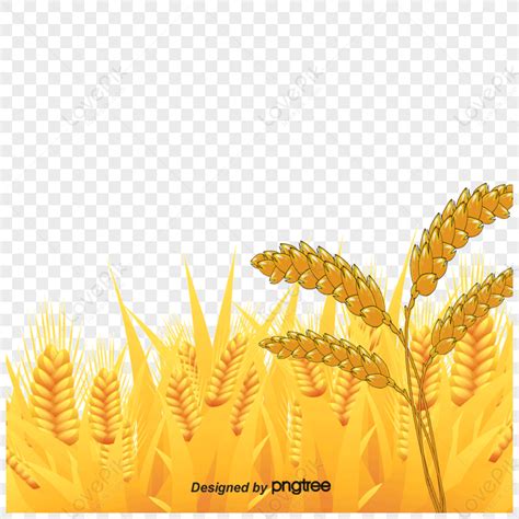 식량 밀 가족 곡물 전 보리 가까이서 상품 밀 그림 김 작물농작물금색 Png 일러스트 무료 다운로드 Lovepik