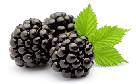 10 Beneficios De La Mora Salud