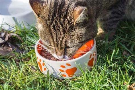 Cara Menjaga Kucing Tetap Sehat Berdasarkan Tips Dari Dokter Hewan