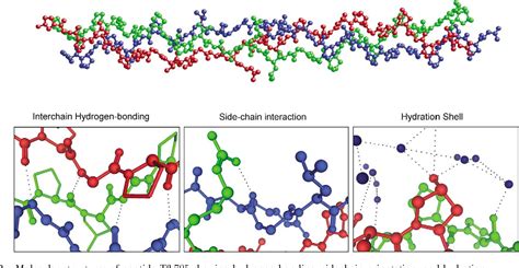 Figure 4 From Molecular Structure Of The Collagen Triple Helix