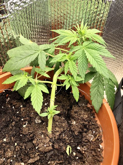 Fastbuds Crystal Meth Grow Journal By Obscurians Growdiaries