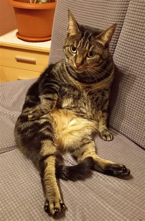 Why Catsoftwitter Cute Rbutterjack