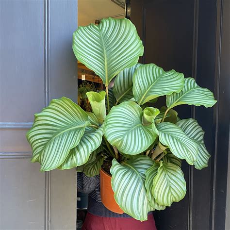 Calathea Orbifolia 27cm Pot Grow Urban