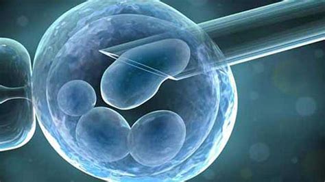 Tüp Bebek tedavisi nasıl yapılır sperm ve yumurta kalitesi nasıl arttırılır Son Haberler