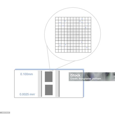 The Picture Shows The Target Cells On Grid Line Of Hemocytometer Or The
