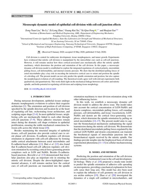 Pdf Mesoscopic Dynamic Model Of Epithelial Cell Division With Cell Cell Junction Effects