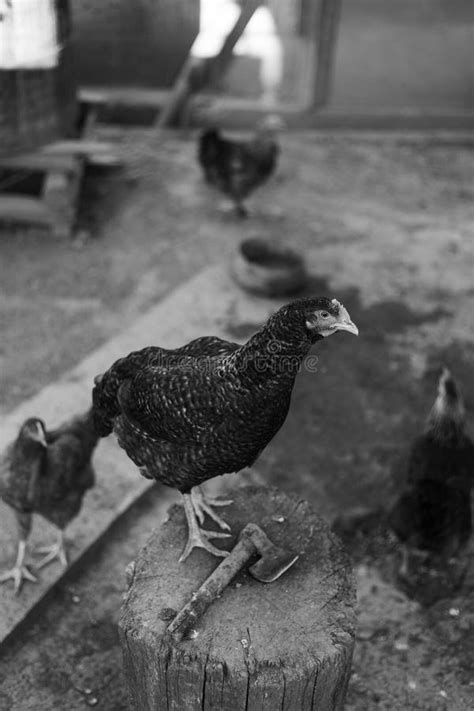 Tiro Vertical De Escala De Grises De Un Pollo Parado En Un Tronco Al