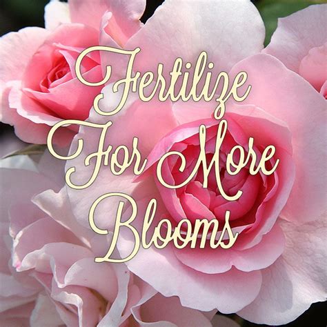 Fertilize Roses Rose Fertilizer Heirloom Roses Growing Roses
