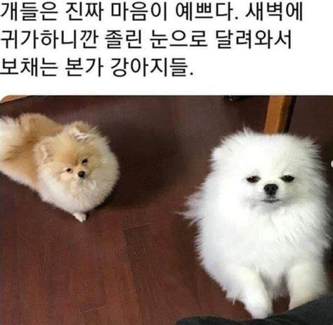 댕댕이 키우는 이유 유머움짤이슈 에펨코리아